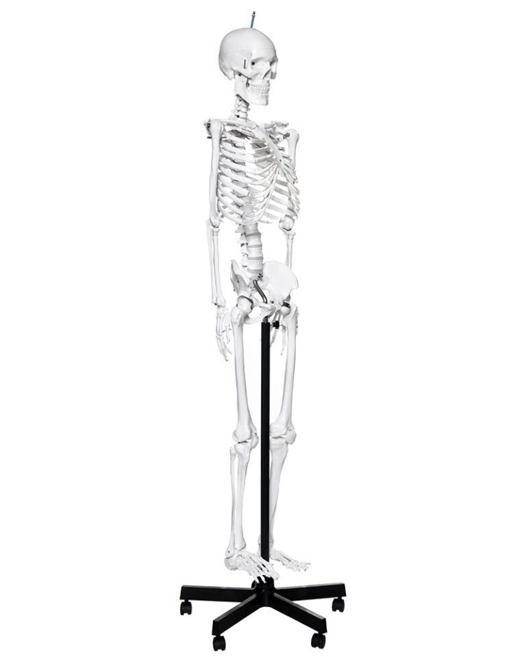 Human Skeleton Budget Model - Osta International