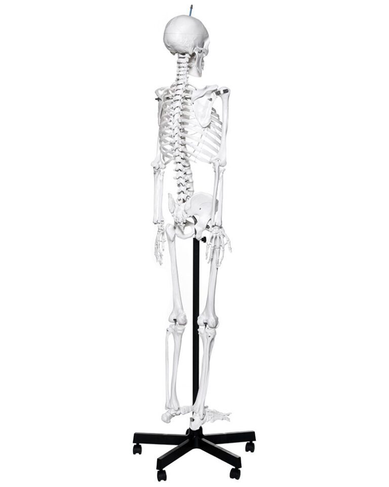 Human Skeleton Budget Model - Osta International