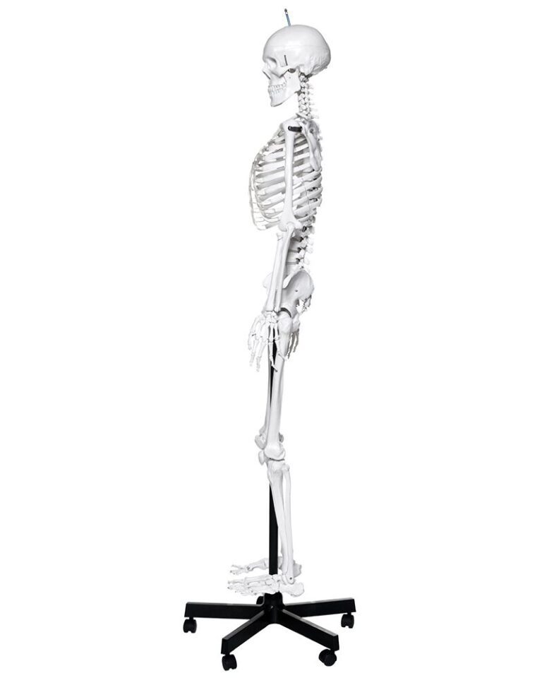 Human Skeleton Budget Model - Osta International