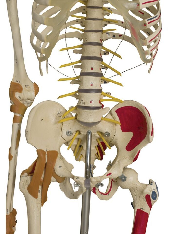 Human Skeleton: Deluxe Top Model - Osta International