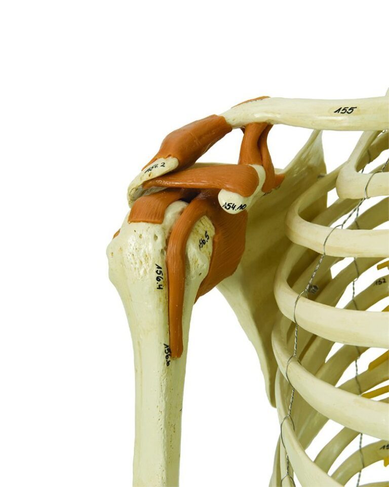 Human Skeleton: Deluxe Top Model - Osta International