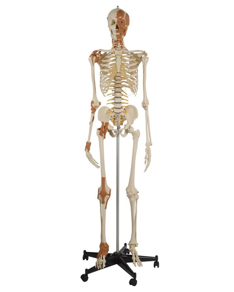 Human Skeleton 6 Ligaments, Flexible Spine, Head and Neck Muscles ...