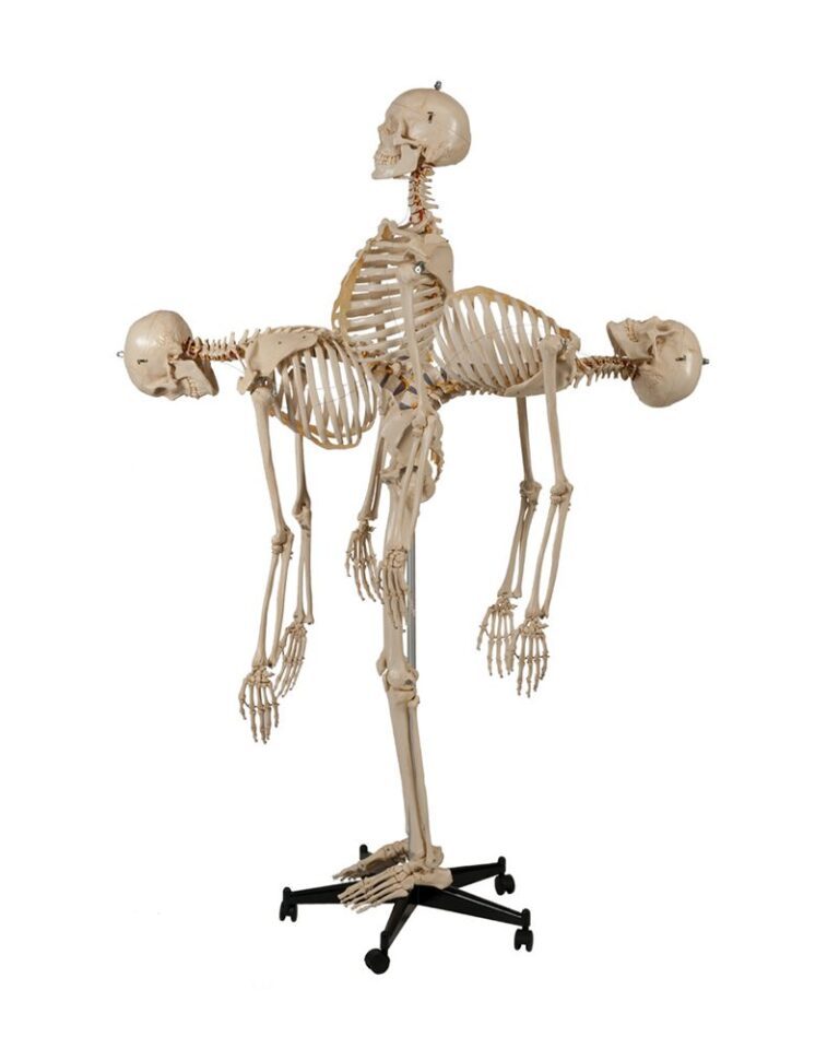 Human Skeleton with Flexible Spine - Osta International
