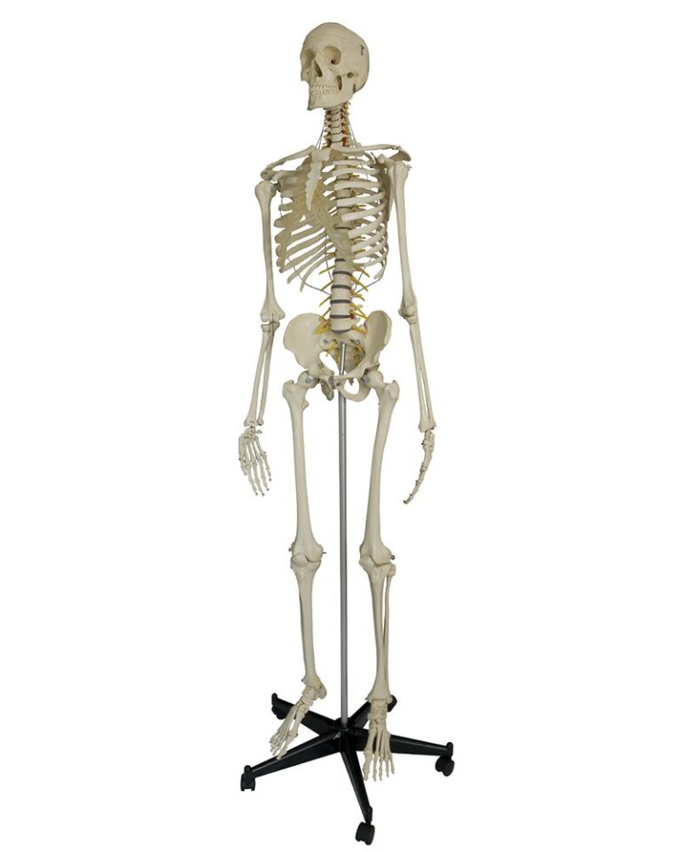 Human Skeleton with Flexible Spine - Osta International