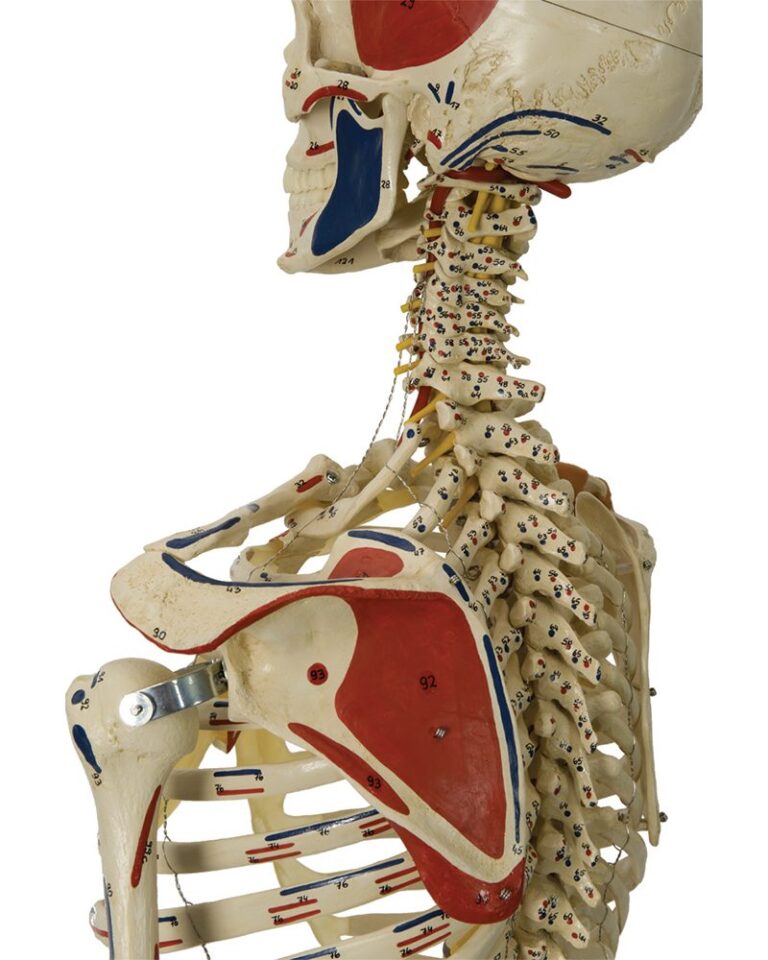 Human Skeleton: 6 Ligaments, Muscle Painting and Flexible Spine - Osta ...