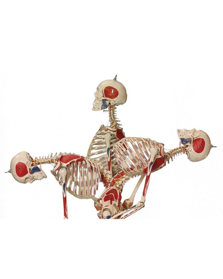 Human Skeleton: 6 Ligaments, Muscle Painting and Flexible Spine - Osta ...