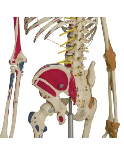 Human Skeleton: 6 Ligaments, Muscle Painting and Flexible Spine - Osta ...