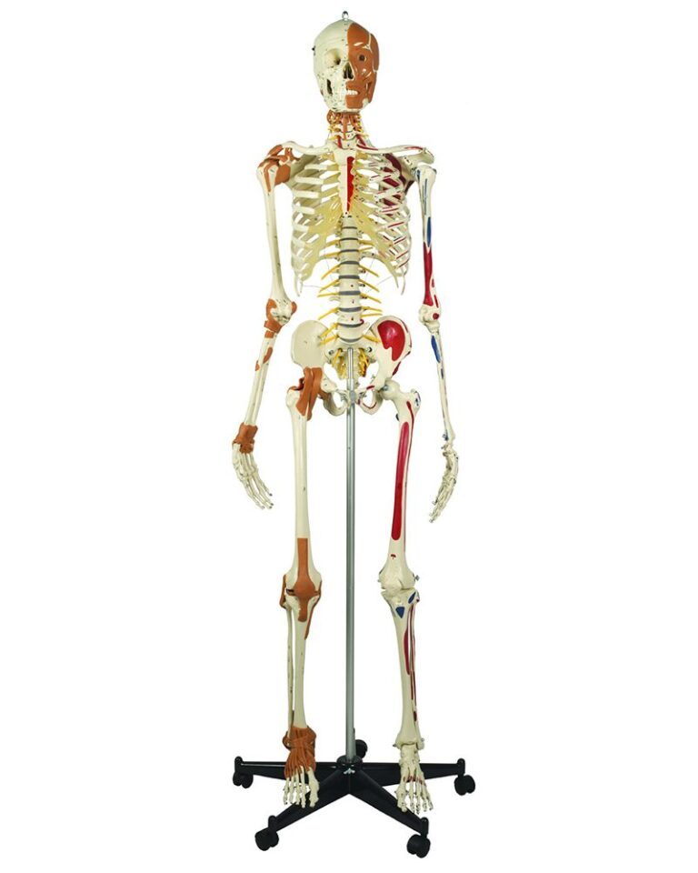 Human Skeleton: 6 Ligaments, Muscle Painting and Flexible Spine - Osta ...