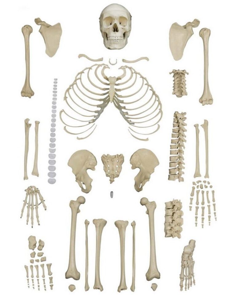 Disarticulated Skeleton - Osta International