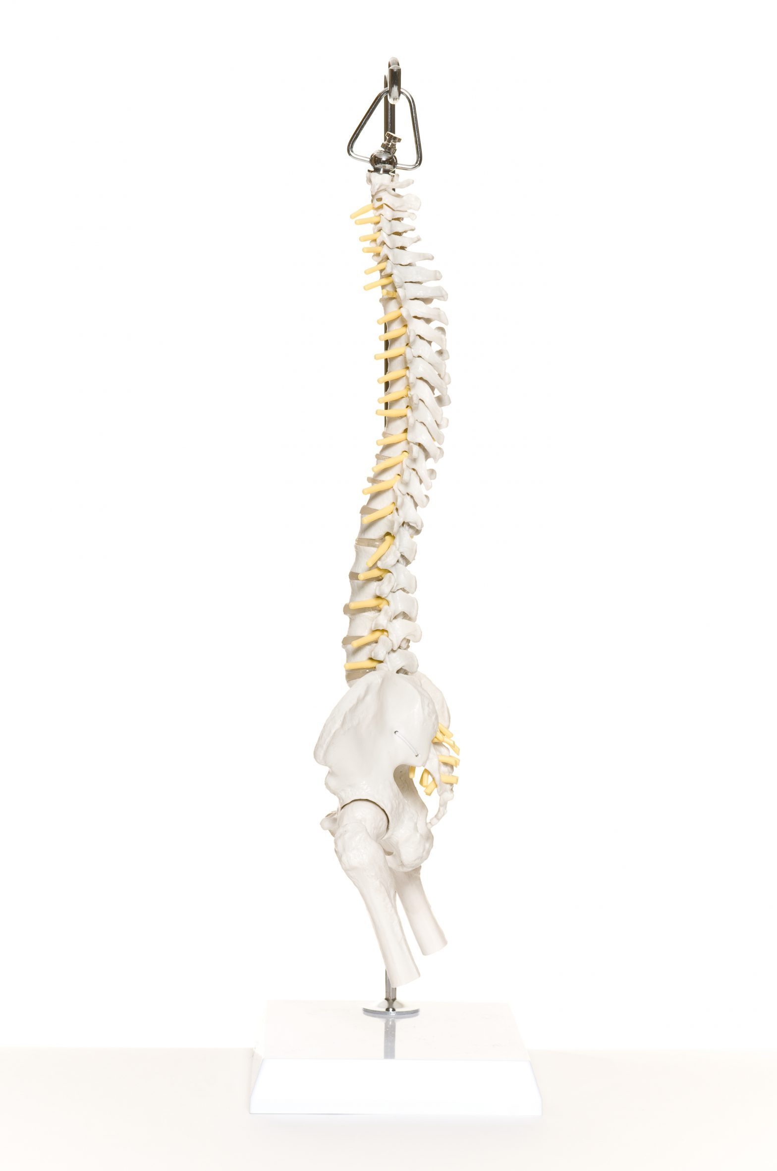 Mini Spine with Stand - Osta International