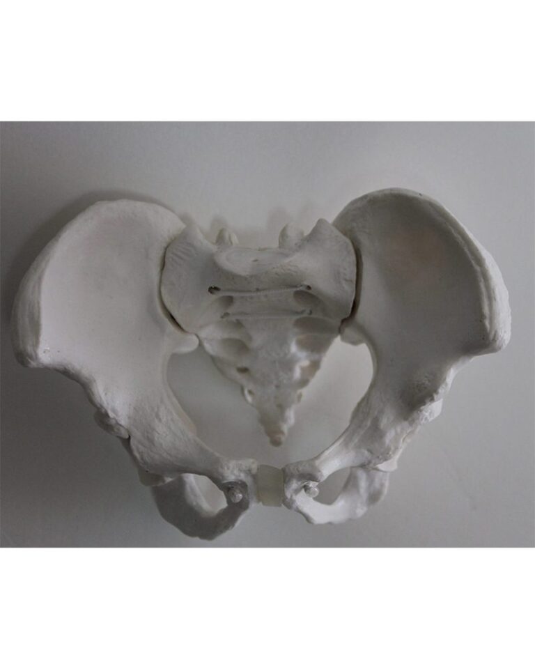 Mini Pelvic Flexible Strung - Osta International