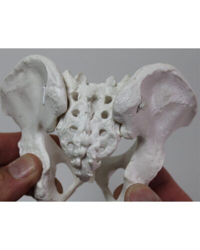 Mini Pelvic Flexible Strung - Osta International