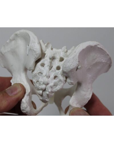 Mini Pelvic Flexible Strung - Osta International