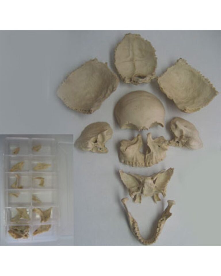 Disarticulated Skull - Osta International