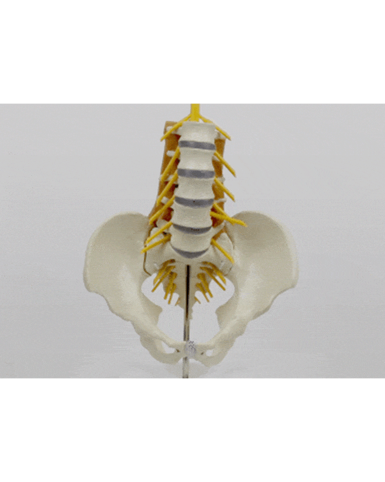 Pelvis with Lumbar and Muscles - Osta International