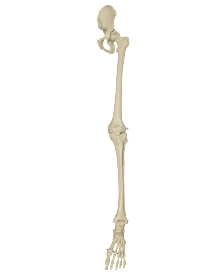Leg Skeleton with Innominate Bone and Foot - Osta International