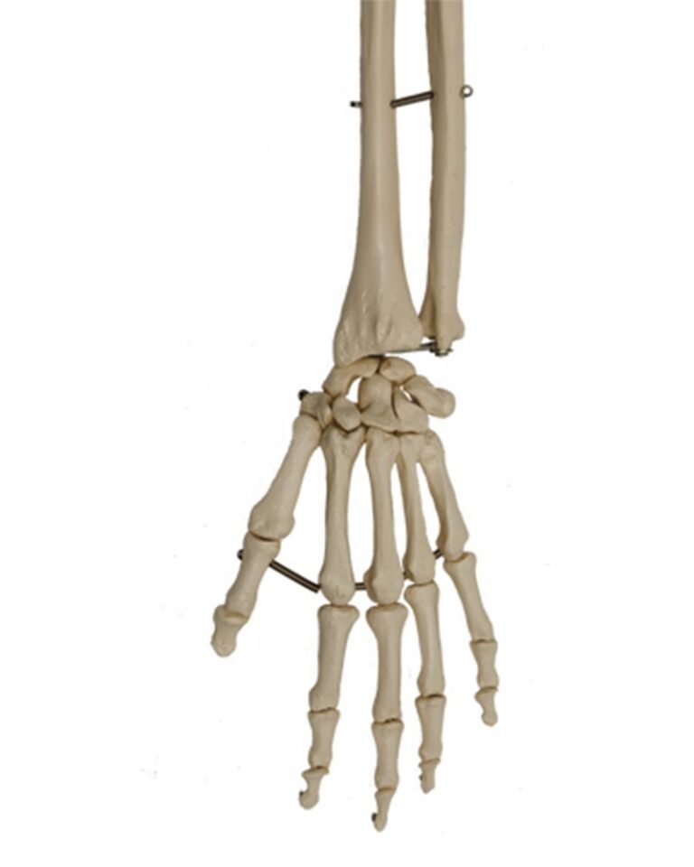 Hand Skeleton with Portion of Radius and Ulna - Osta International