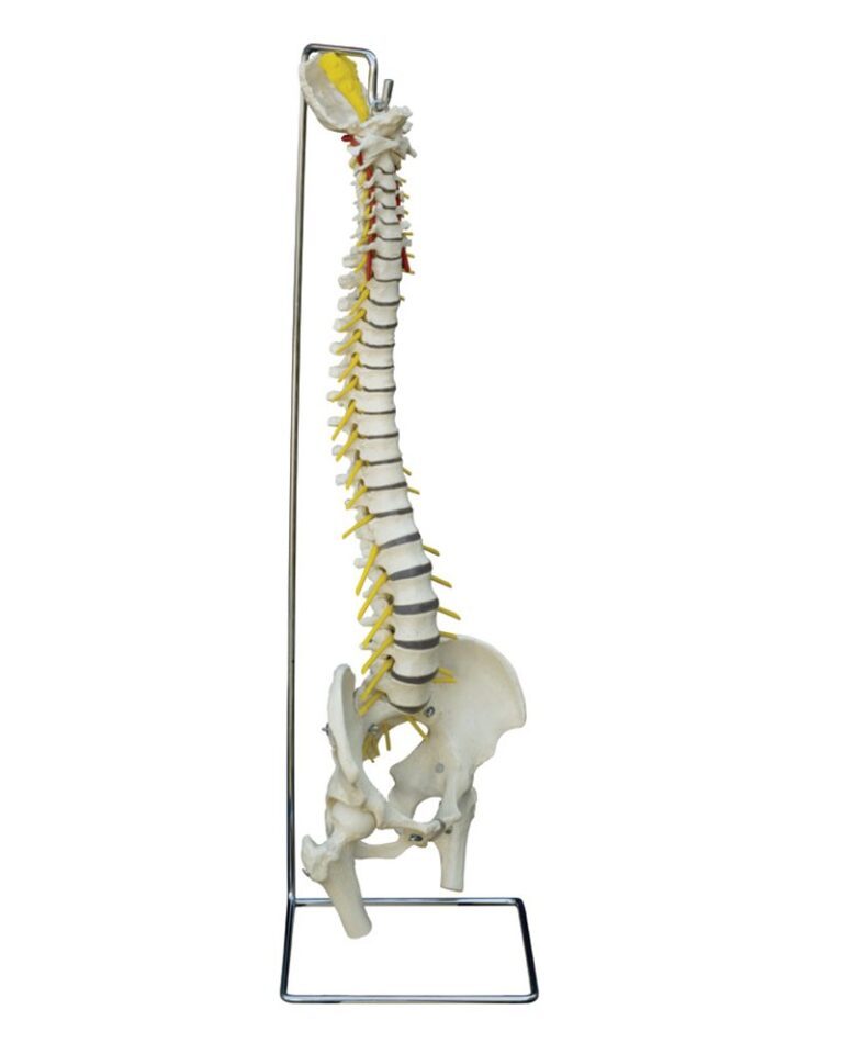 Spine Flexible with Stand - Osta International