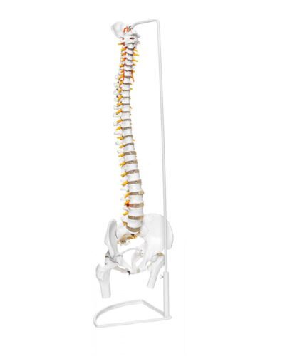 Budget Flexible Spine with Stand - Osta International