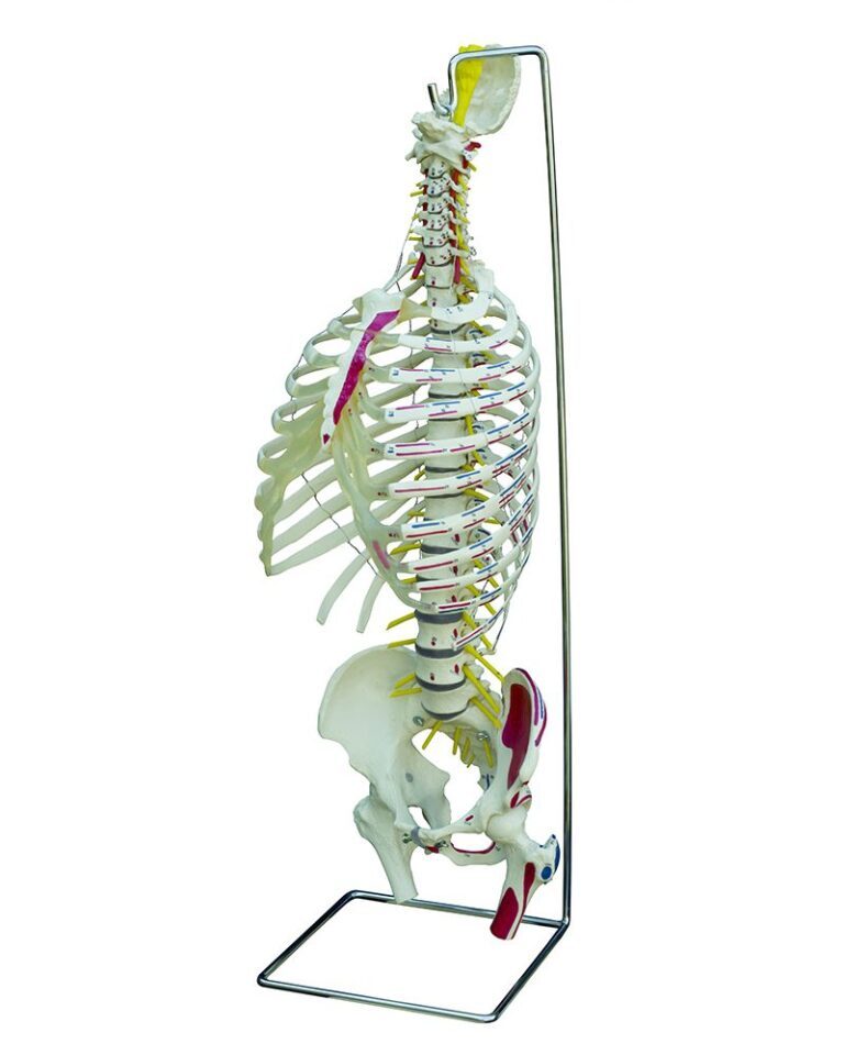 Spine with Thorax, Flexible with Stand and Muscle Painting - Osta ...