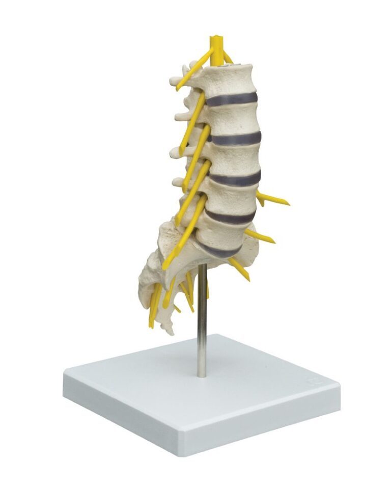 Sacrum Ilium Joint - Osta International