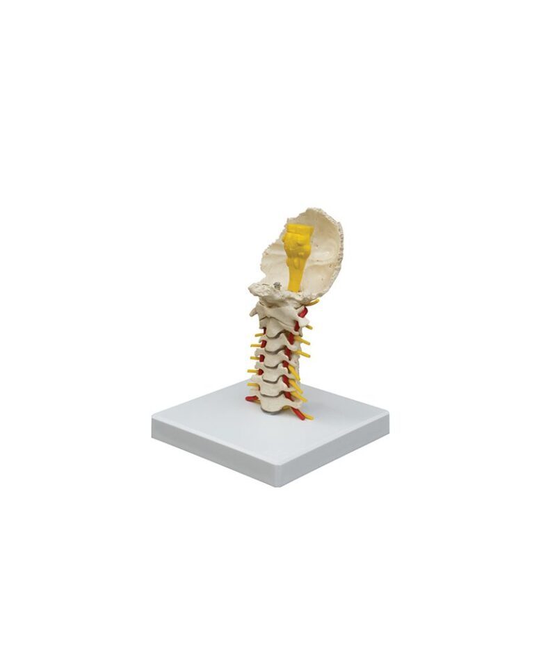 Cervical Vertebrae - Osta International