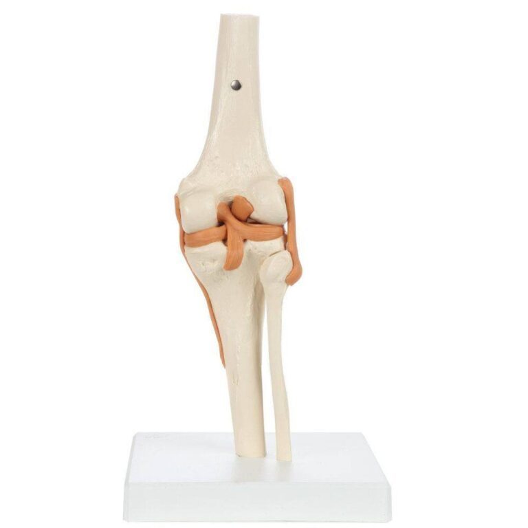 Knee joint with ligaments - Osta International