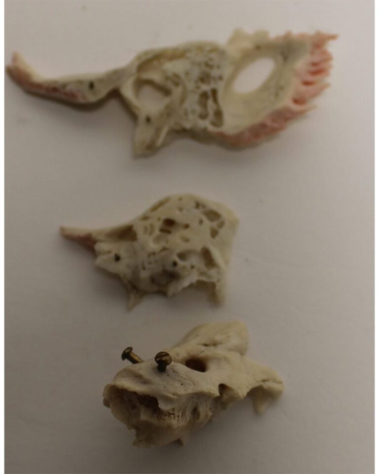 Temporal Bone on Stand - Osta International