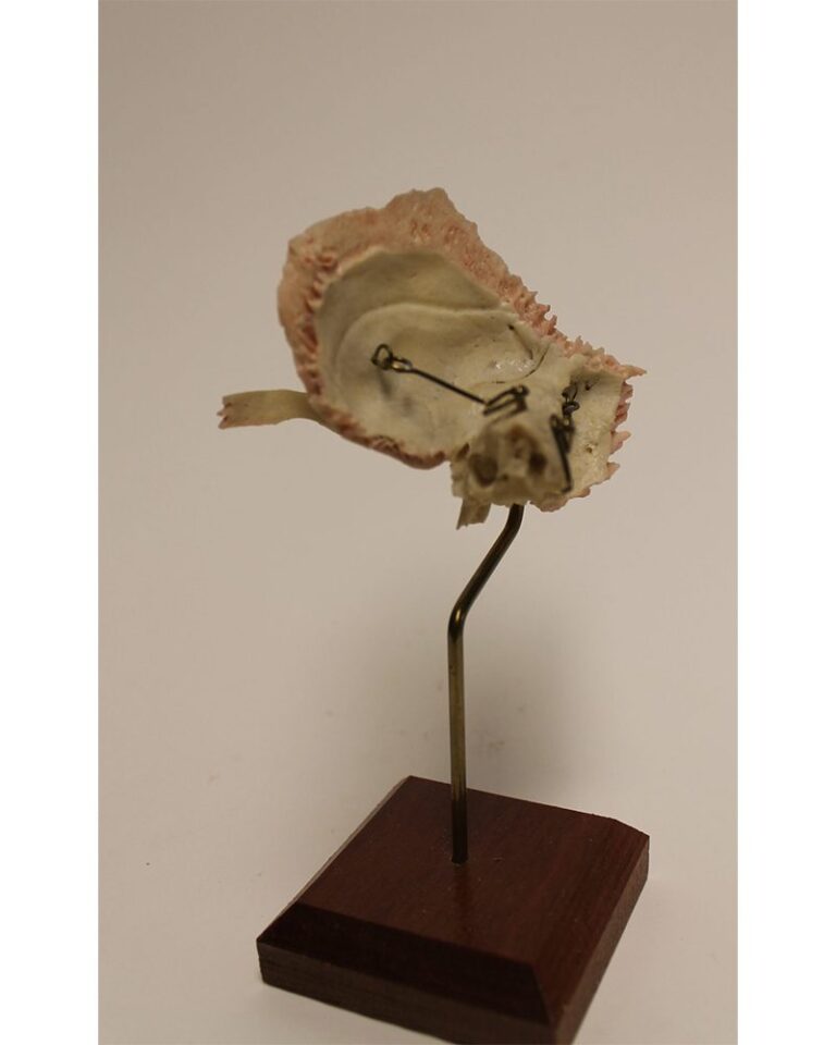 Temporal Bone on Stand - Osta International