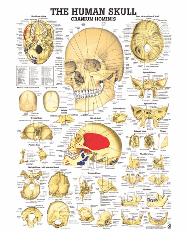 The Human Skull Anatomical Chart - Osta International