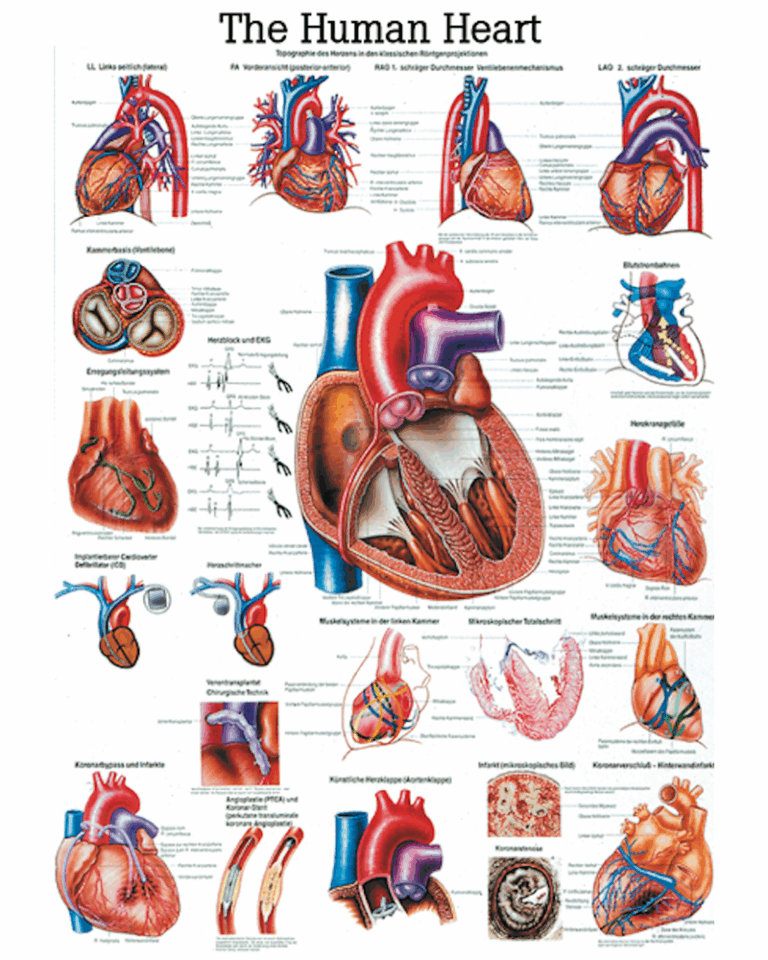 The Human Heart Anatomical Chart - Osta International