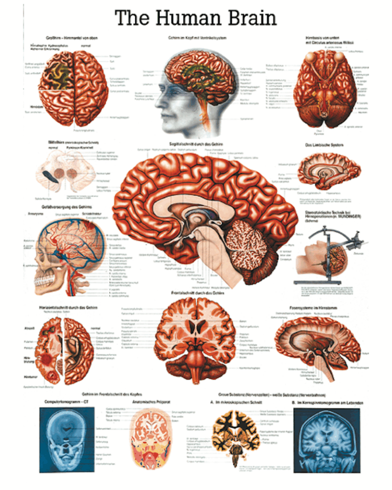 The Human Brain Anatomical Chart - Osta International