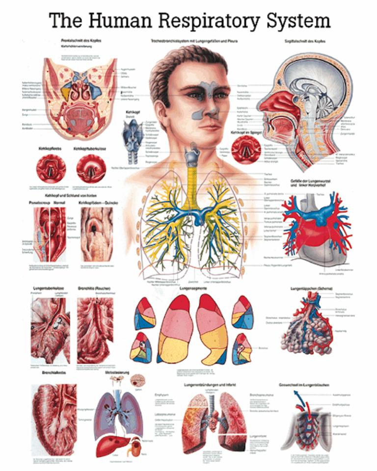 The Human Respiratory System Anatomical Chart - Osta International