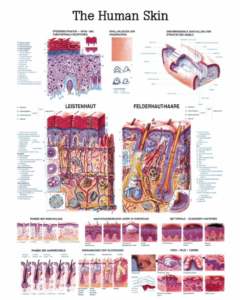 The Human Skin Anatomical Chart - Osta International