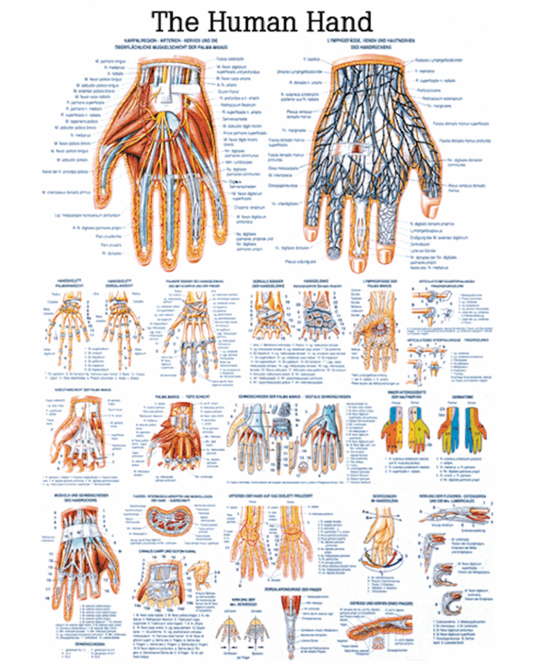 The Human Hand Anatomical Chart - Osta International