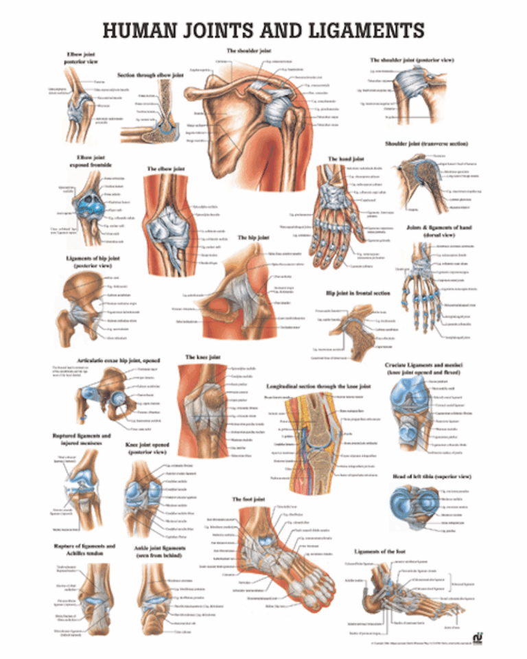 Human Joints and Ligaments Anatomical Chart - Osta International