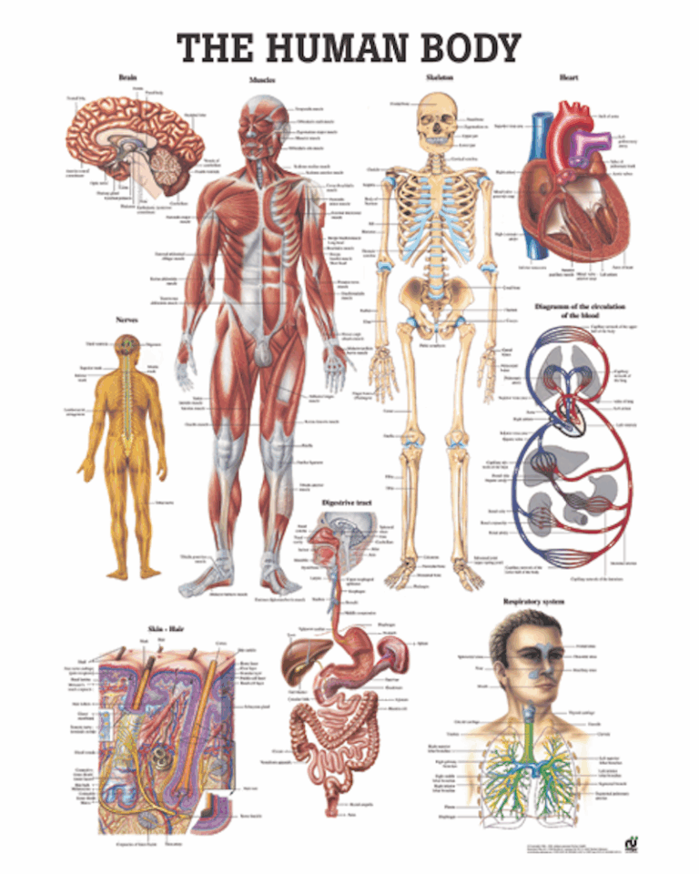 The Human Body Anatomical Chart - Osta International