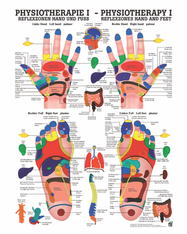 Physiotherapy I Reflexzones Hand and Feet Anatomical Chart - Osta ...