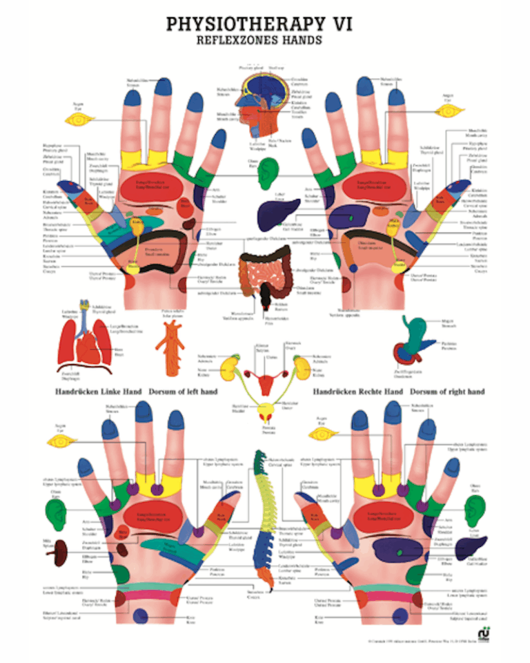 Physiotherapy VI Reflexzones Hands Anatomical Chart - Osta International