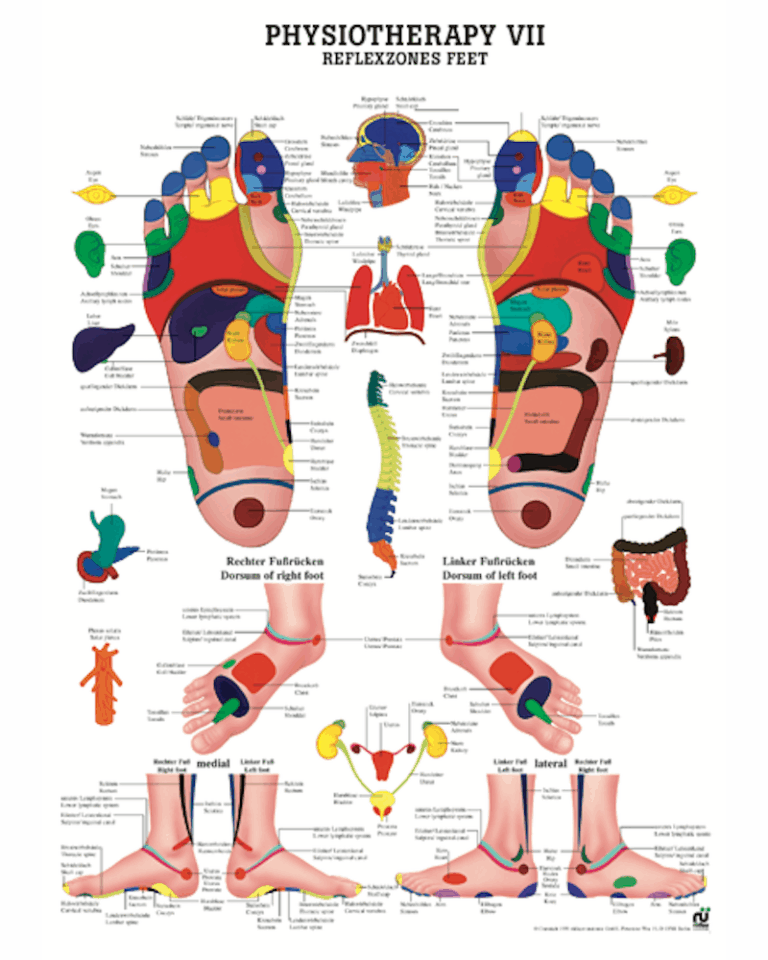 Physiotherapy VII Reflexzones Feet Anatomical Chart - Osta International