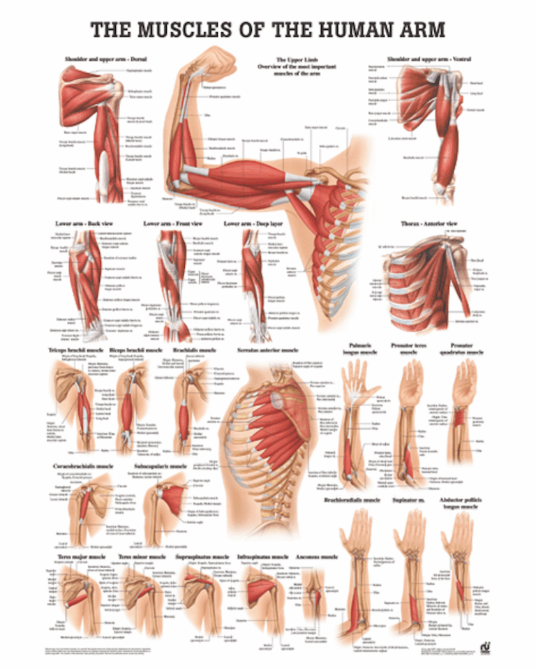 The Muscles of the Human Arm Anatomical Chart - Osta International