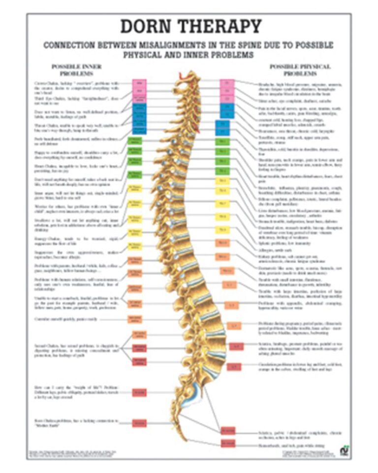 Dorn Therapy Anatomical Chart - Osta International
