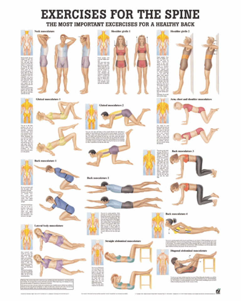 Exercises for the Spine Anatomical Chart - Osta International
