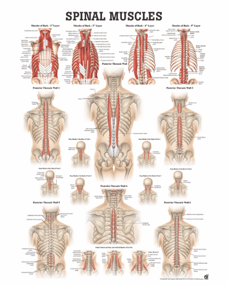 Spinal Muscles Anatomical Chart - Osta International