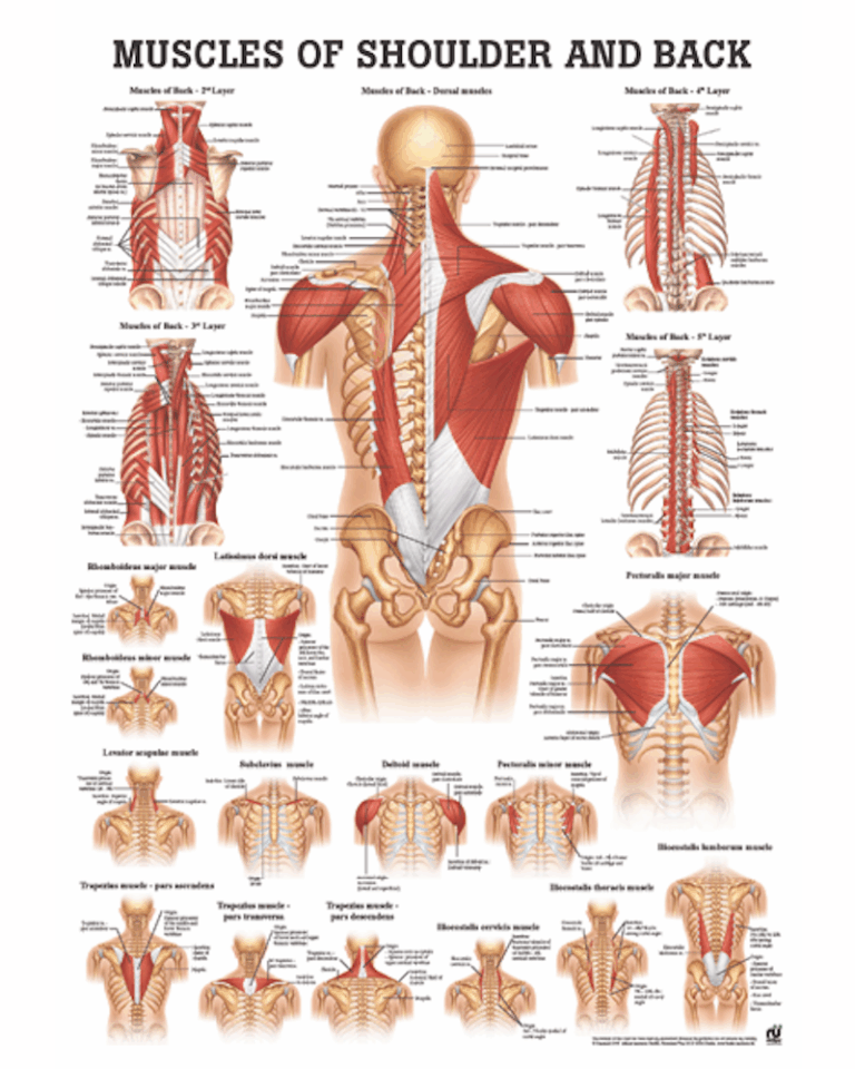 Muscles of Shoulder and Back Anatomical Chart - Osta International