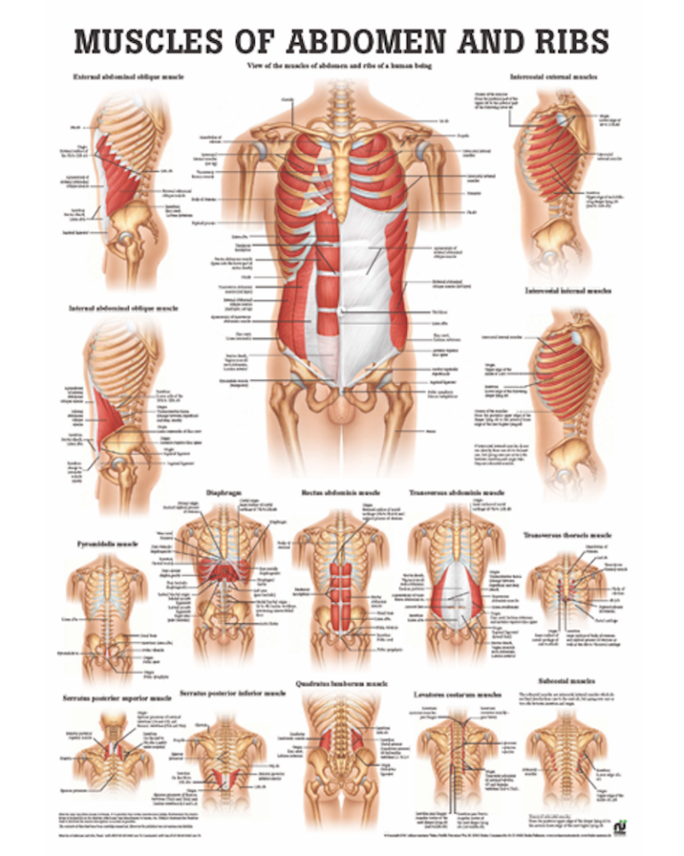 Muscles of Abdomen and Ribs Anatomical Chart - Osta International Muscles of Abdomen and Ribs Anatomical Chart - Osta International