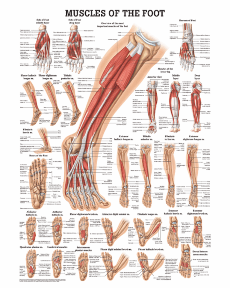Muscles of the Foot Anatomical Chart - Osta International