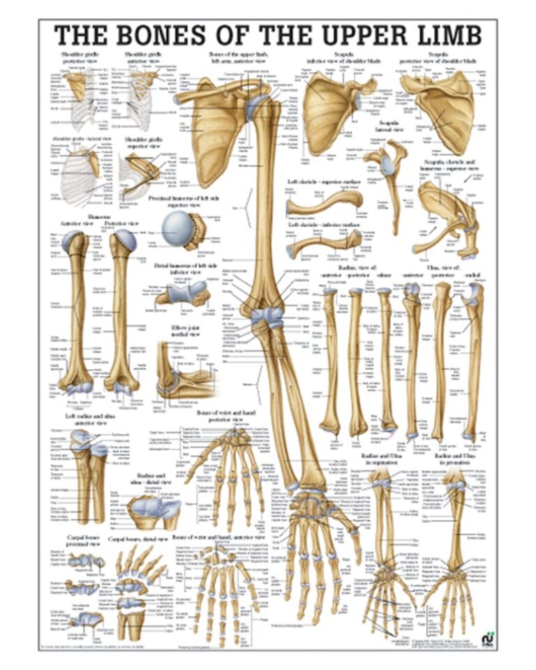 The Bones of the Upper Limb Anatomical Chart - Osta International