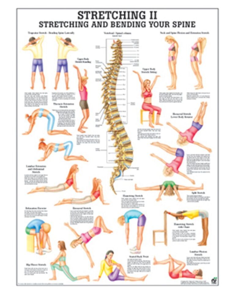 Stretching II Anatomical Chart - Osta International