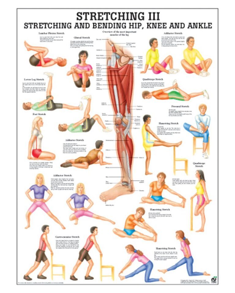 Stretching III Anatomical Chart - Osta International